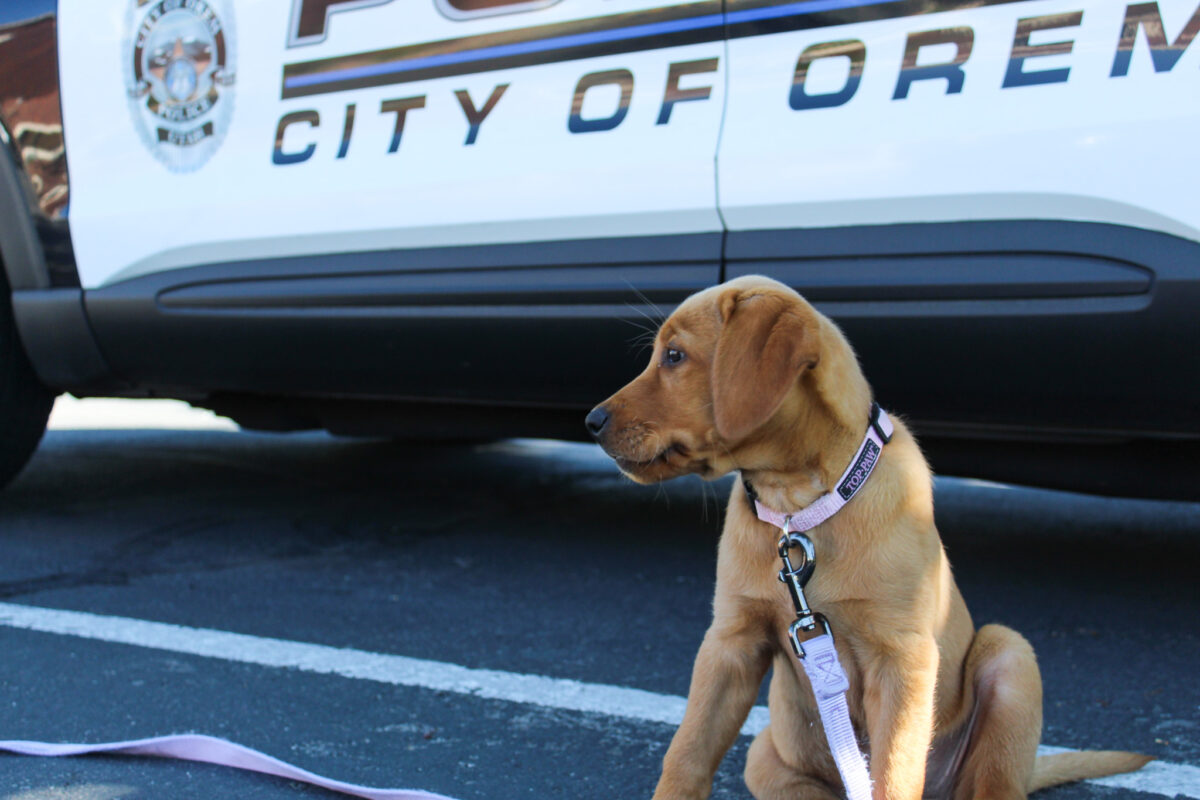 Orem PD welcomes newest ‘star’ to support victims of crime | News ...